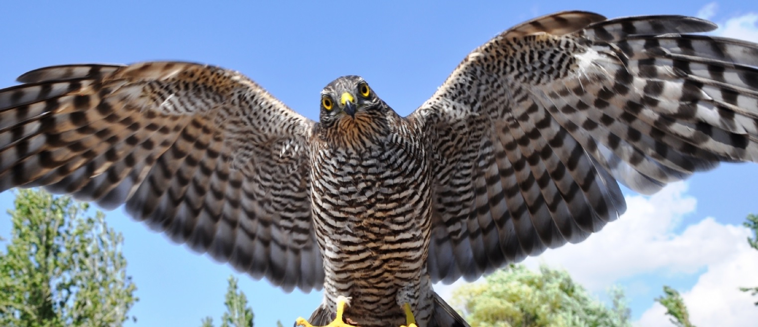 Atmaca Nedir? Atmaca Hakkında Bilgi? - Nedir ve Nasıl