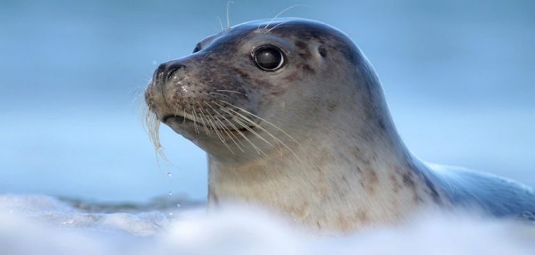 Fok Balığı Nedir? Fok Balığı Hakkında Bilgi? - Nedir ve Nasıl