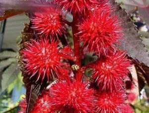 Zehirli Bitkiler Nelerdir - Nedir ve Nasıl