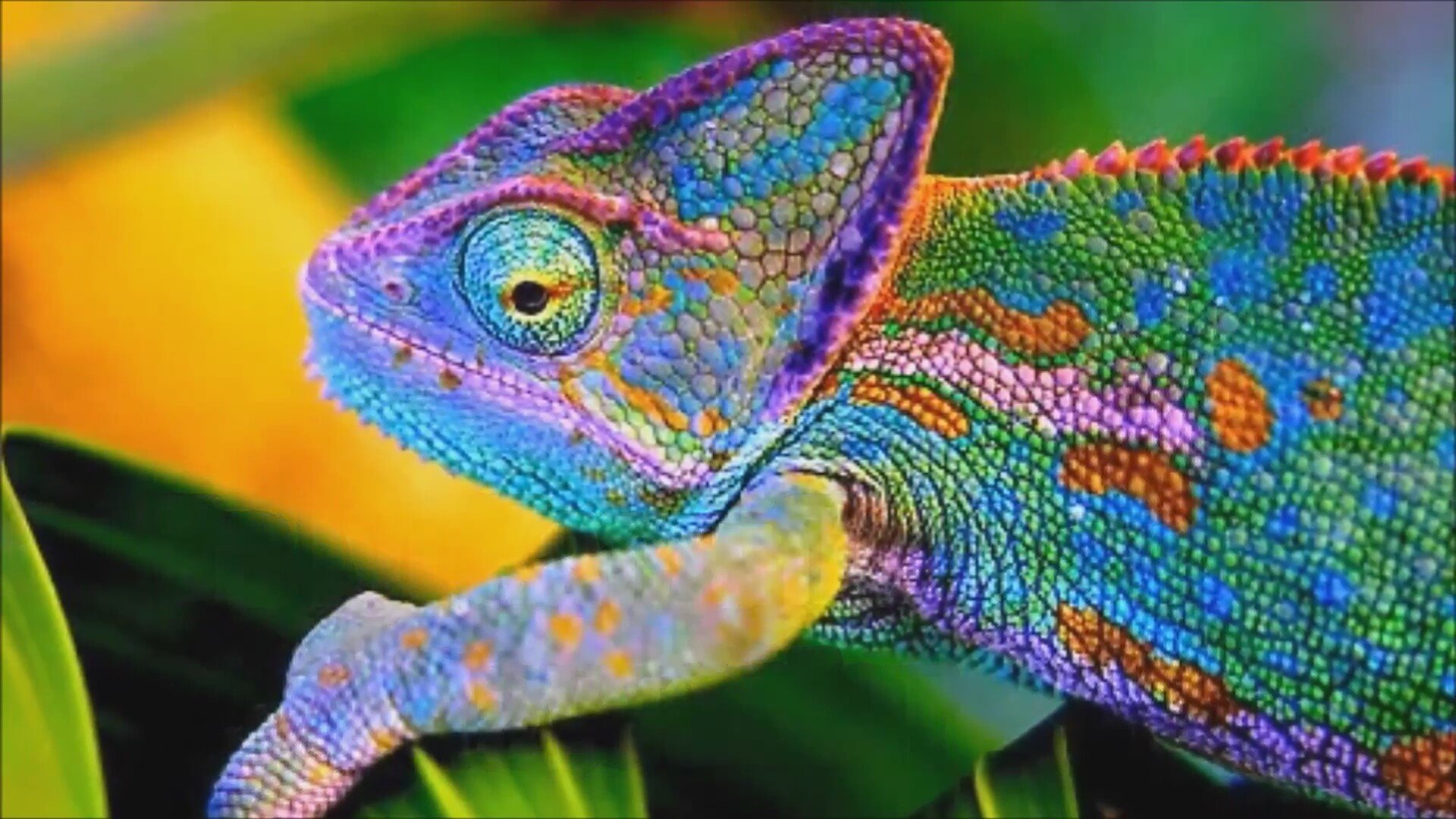 Rüyada Bukalemun Görmek Ne Anlama Gelir? - Nedir ve Nasıl